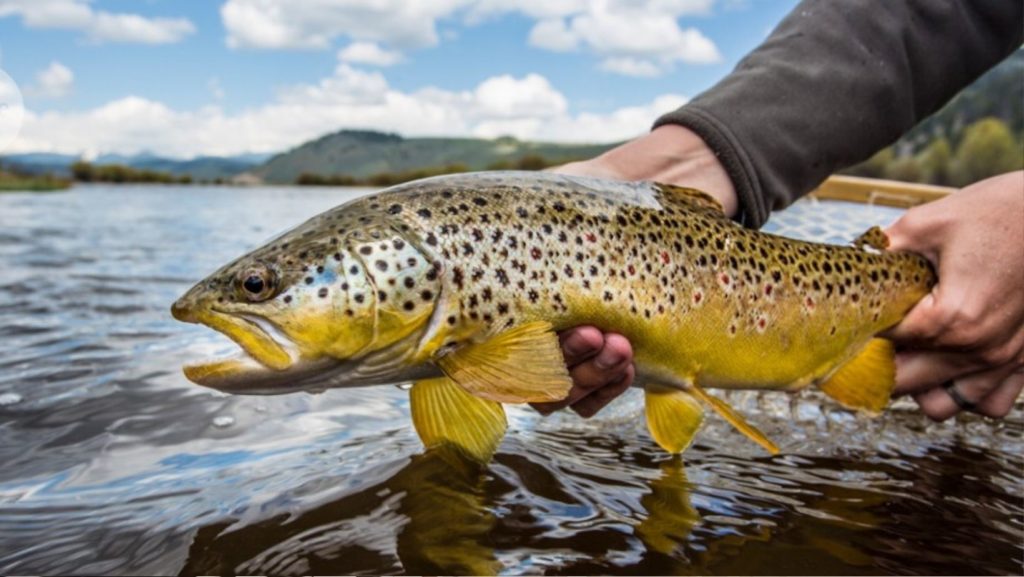 Fish Are ‘Getting Addicted to Meth’ Flushed Into Rivers, Czech Study Warns