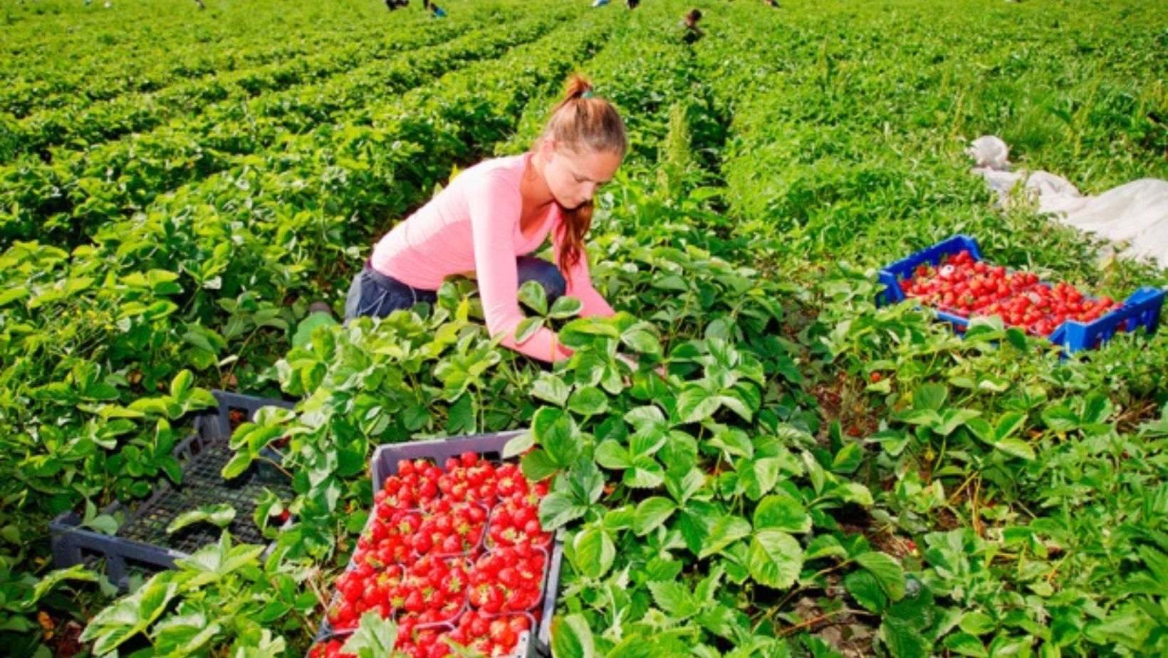 Strawberry Fields: Where to Pick Your Own Berries in Prague and Across ...