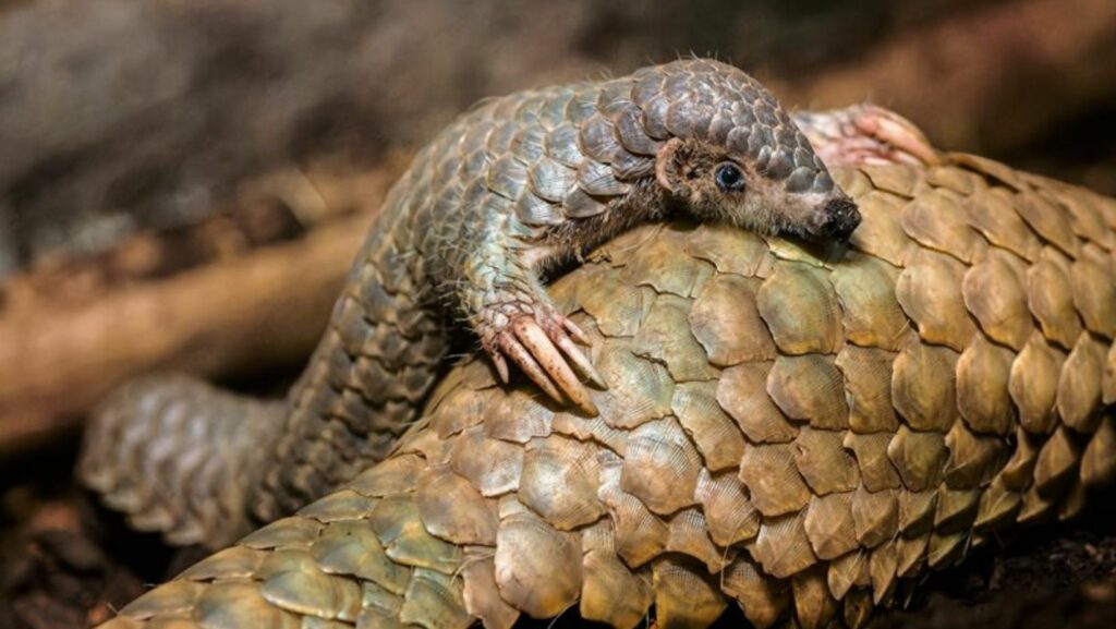 Prague Zoo's Triumph: Successfully Raising First Pangolin in Europe!